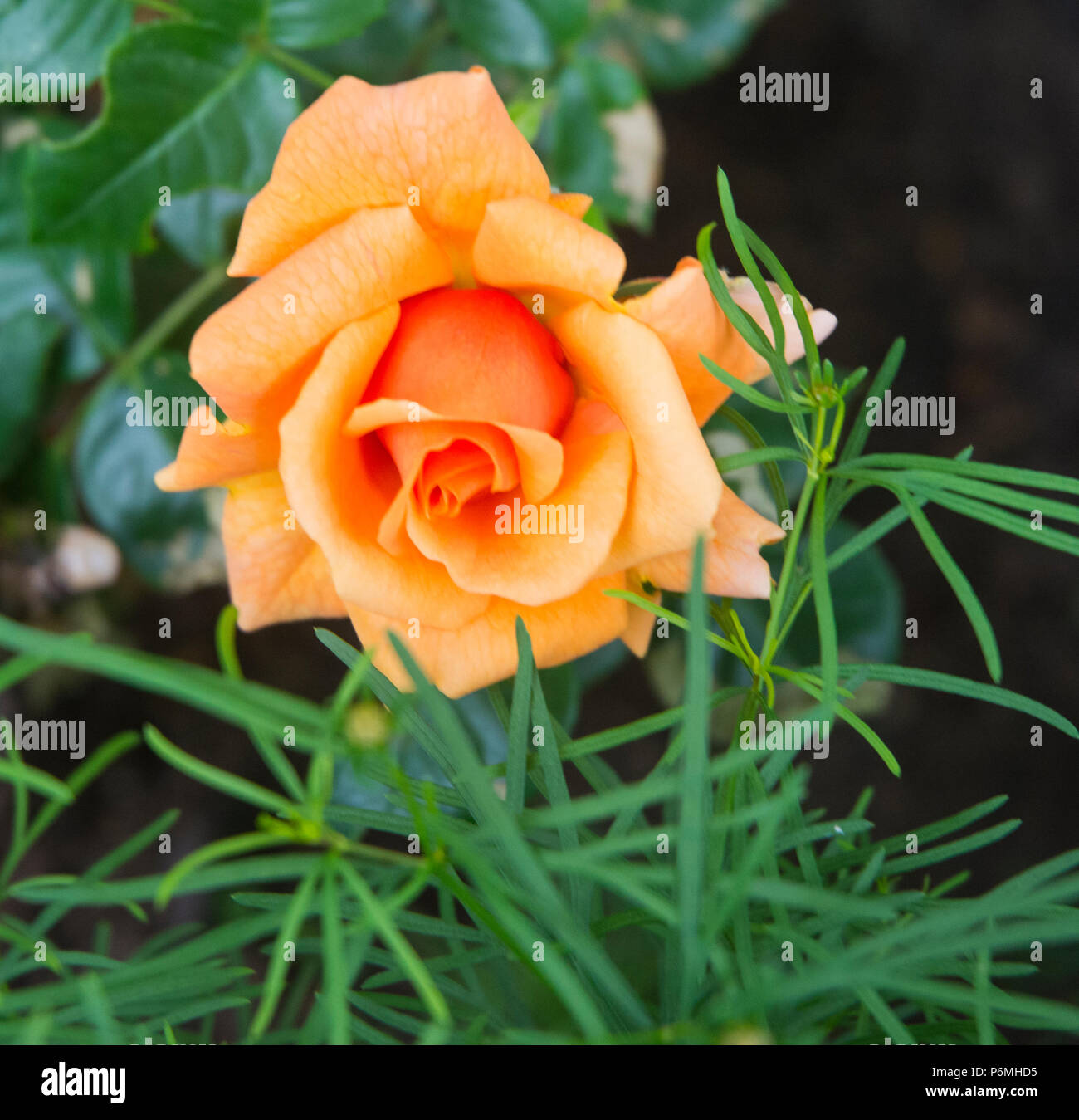 Peach rose hi-res stock photography and images - Alamy