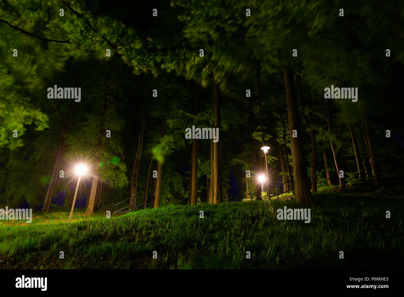 picture of a path with street lamps in the forest at night Stock Photo ...