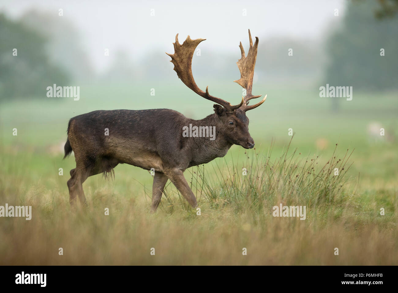 Fallow Deer; Dama dama Single Buck London; UK Stock Photo - Alamy
