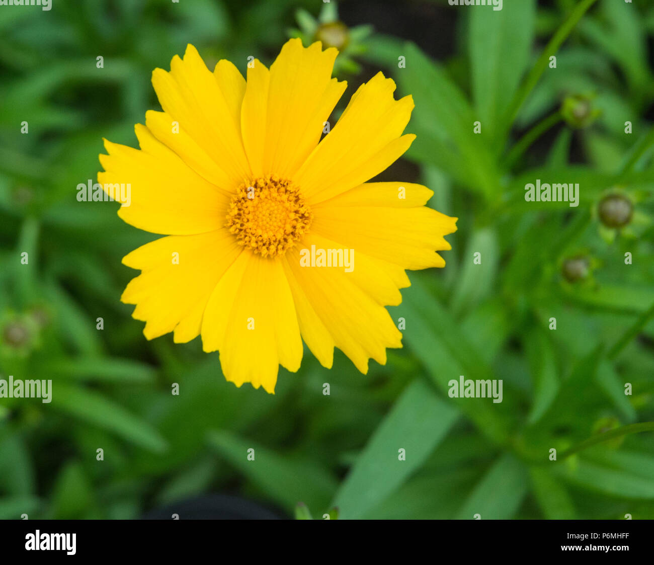 Classic stem pattern hi-res stock photography and images - Alamy