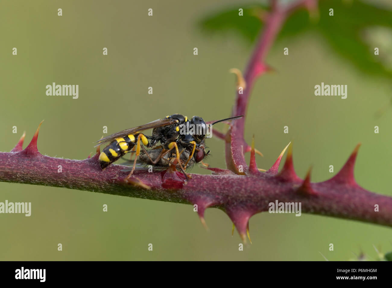 Filed Digger Wasp; Mellinus arvensis Single with Prey Cornwall; UK ...