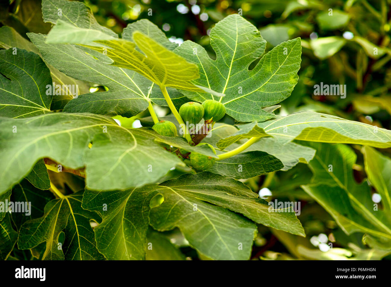 Small green figs hi-res stock photography and images - Alamy