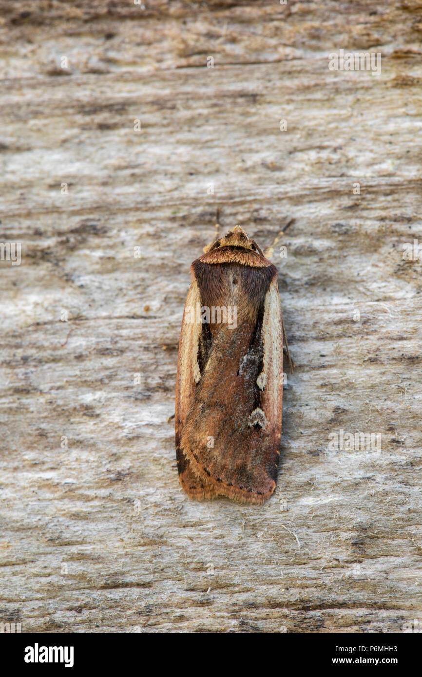 Flame Shoulder; Ochropleura plecta Single on Wood Cornwall; UK Stock ...