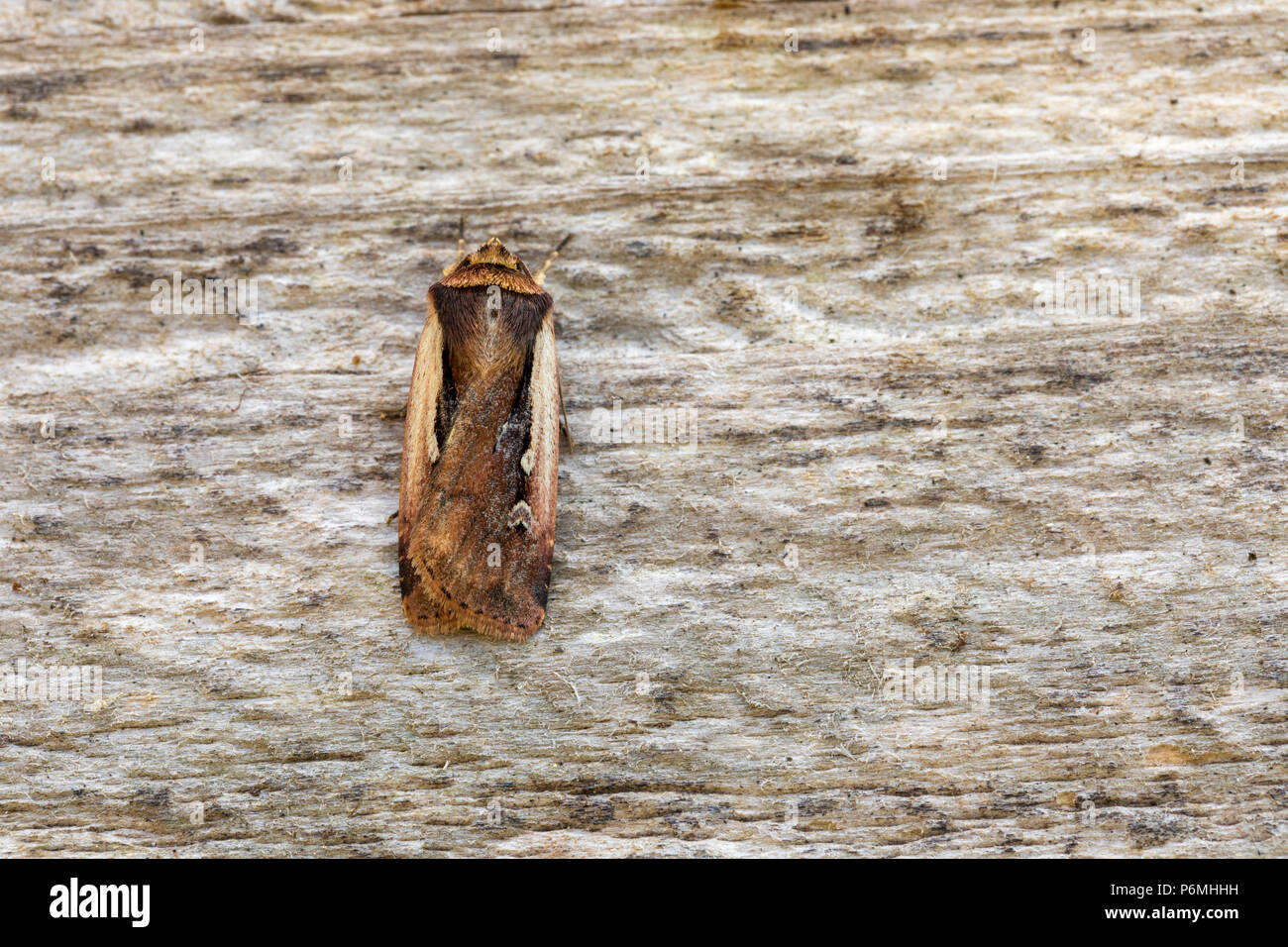 Flame shoulder moth hi-res stock photography and images - Alamy
