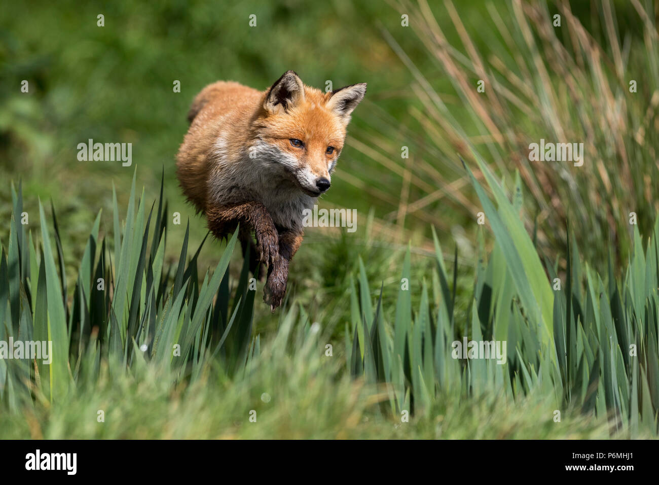 Jumping fox hi-res stock photography and images - Alamy