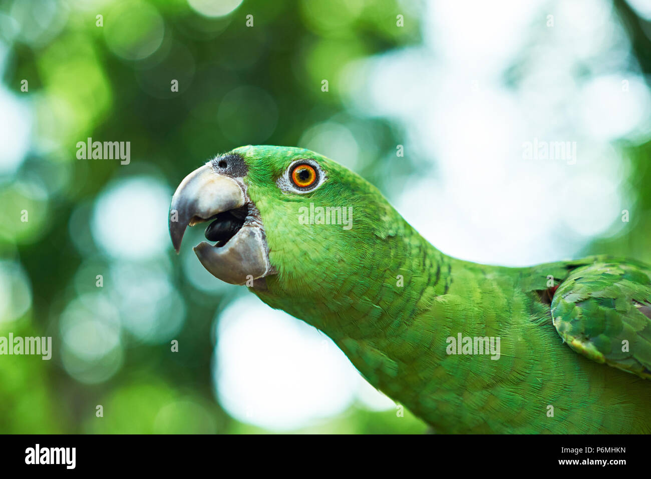 Open beak of green parrot close-up on blurred green background Stock ...