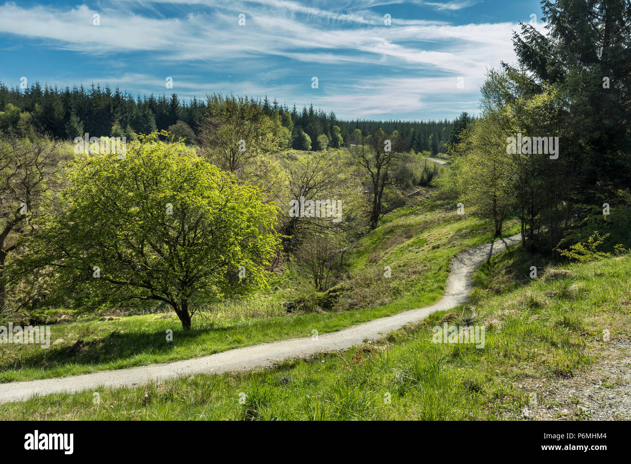 Gisburn forest hi-res stock photography and images - Alamy