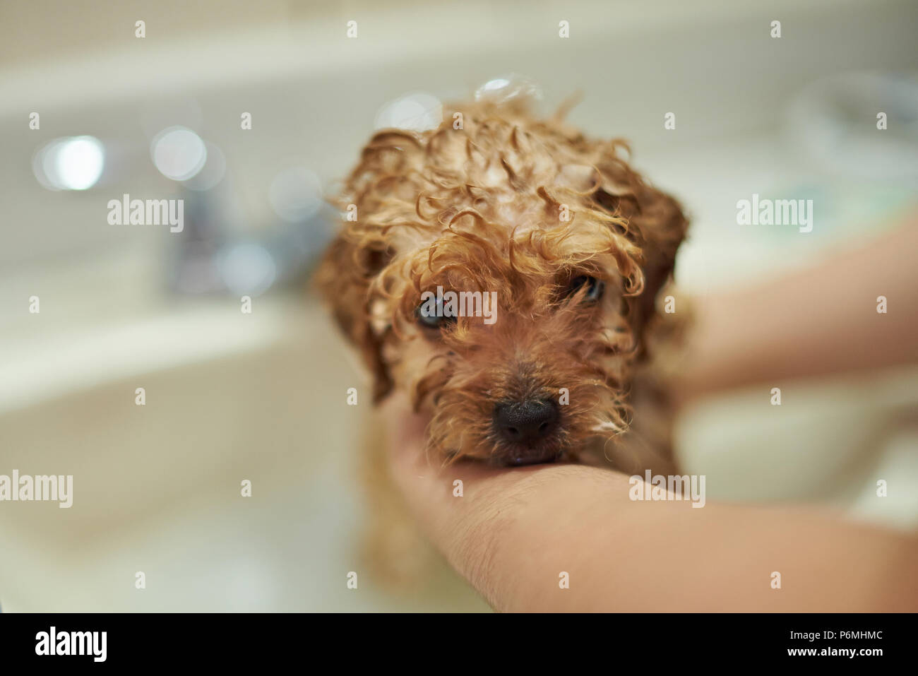 Cute portrait of puppy taking shower. Washing service of puppy dogs ...