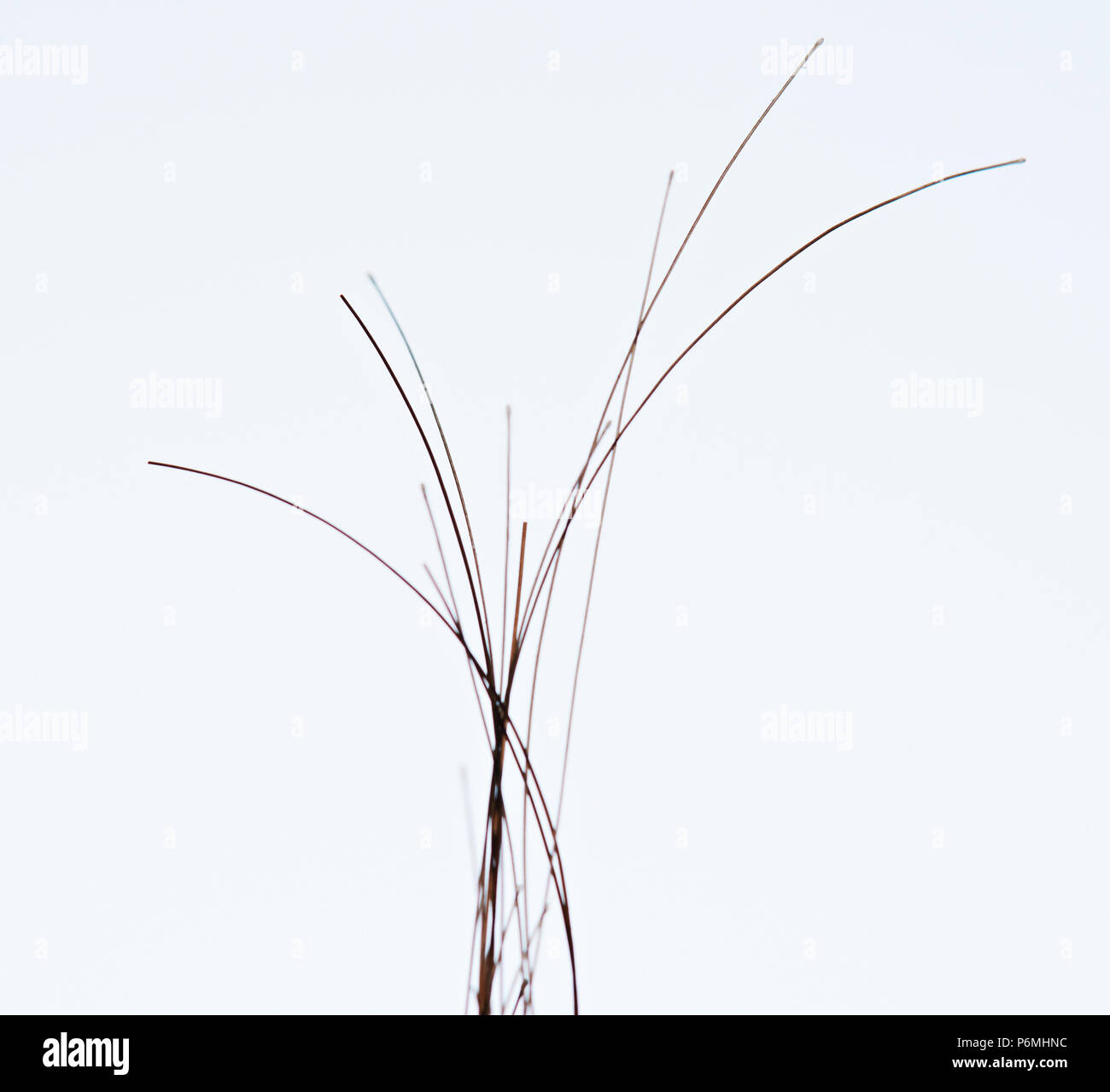 Healthy human strands isolated on white background Stock Photo - Alamy