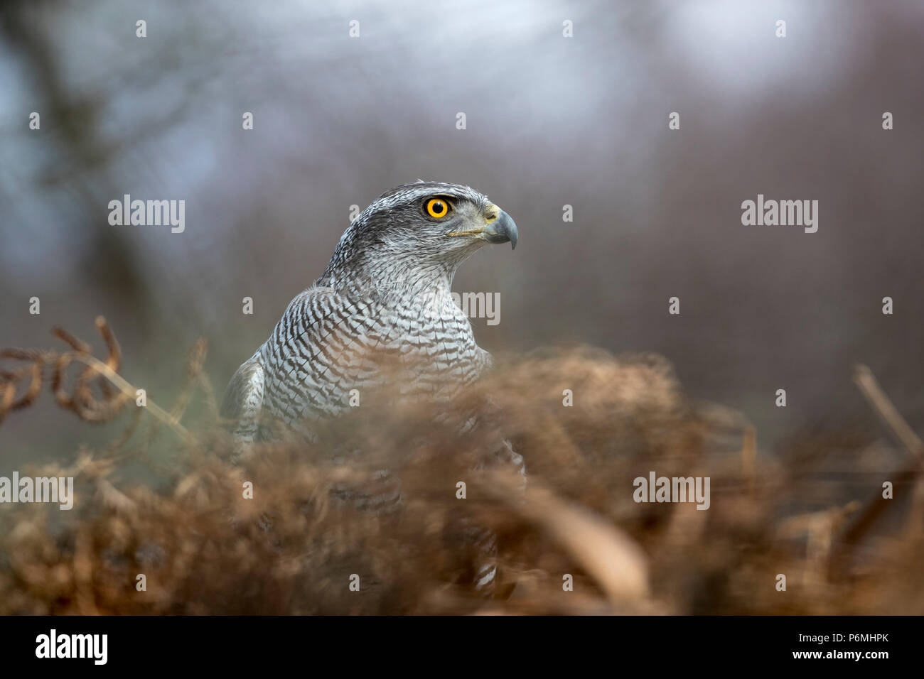 Goshawk female hi-res stock photography and images - Alamy