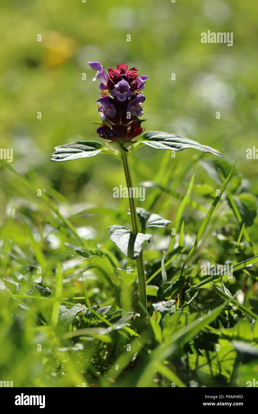 Purple colored Prunella plant, wildflower in bloom Stock Photo - Alamy