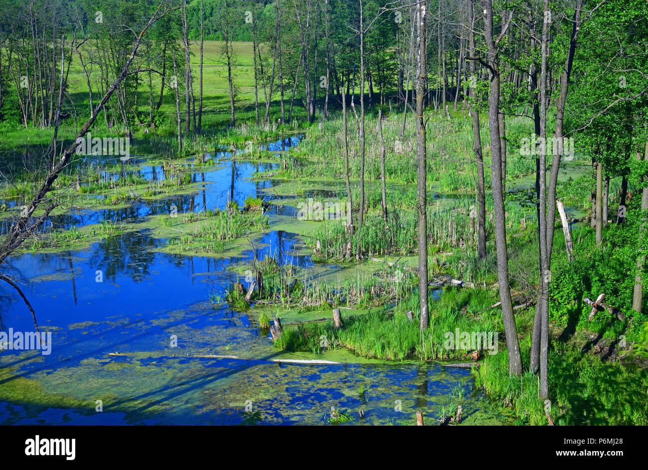 Surface small forest lake in hi-res stock photography and images - Alamy