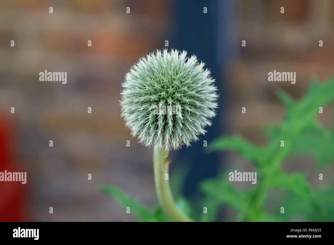 Closeup of thistle Stock Photo - Alamy