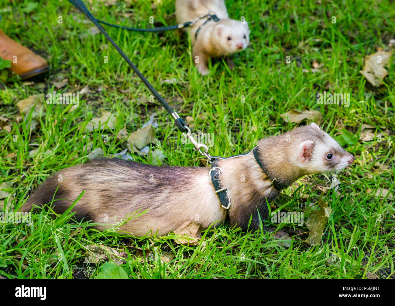 Mustela Putorius Furo Animal Stock Photos & Mustela Putorius Furo ...