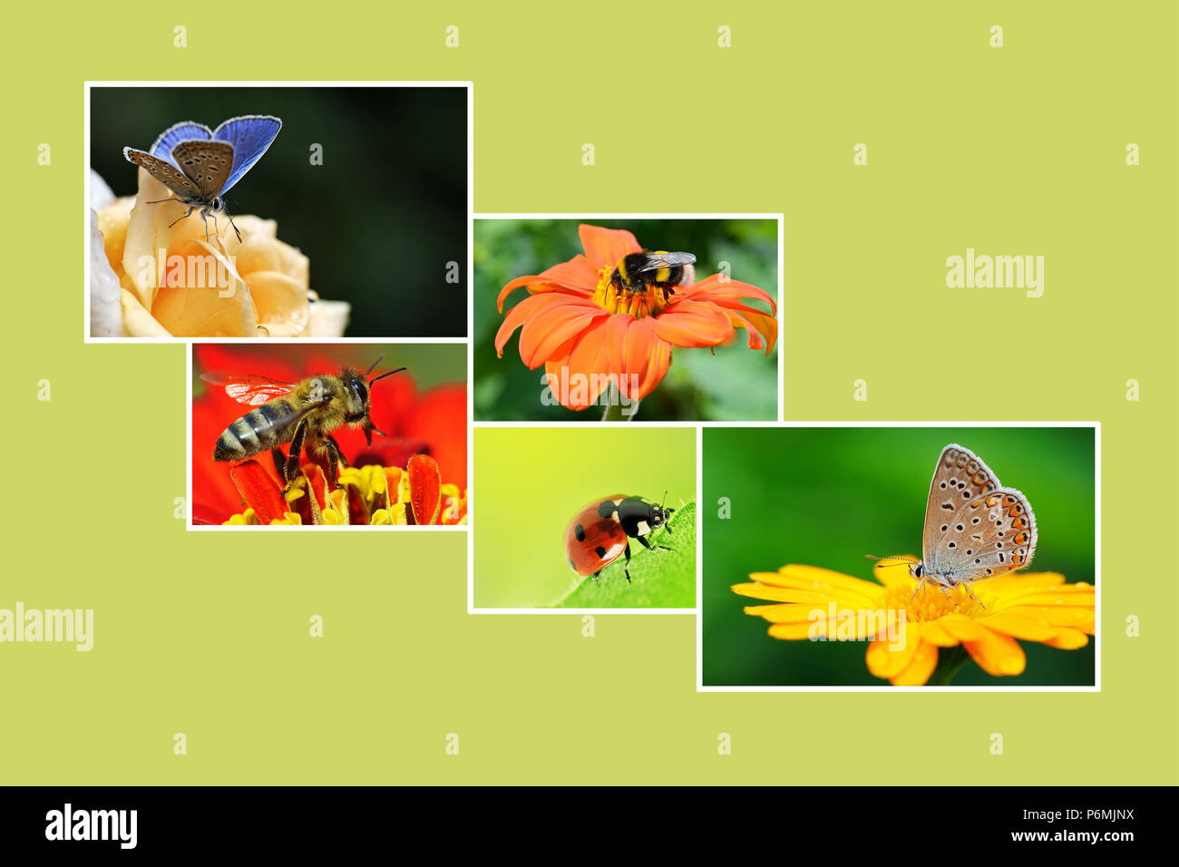 Spring collage with flowering plants and insects for your project. Free ...