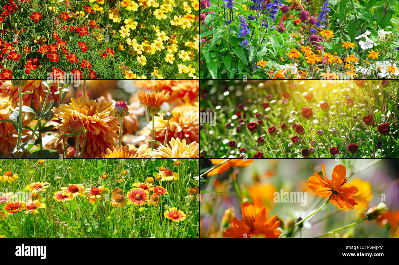 Chrysanthemum garden border hi-res stock photography and images - Alamy
