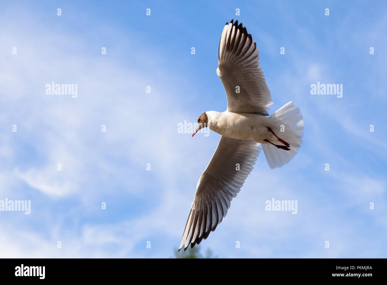 Seagull flying in the sky below the shooting point Stock Photo - Alamy