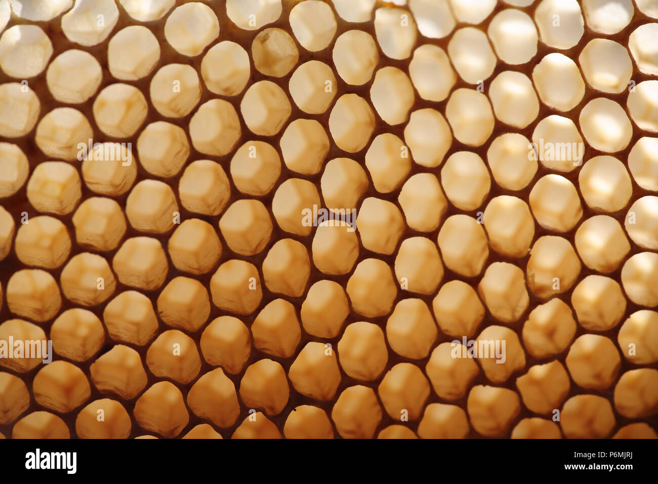 Berlin, Germany - Honeycomb trimmings of a honeycomb coated with ...