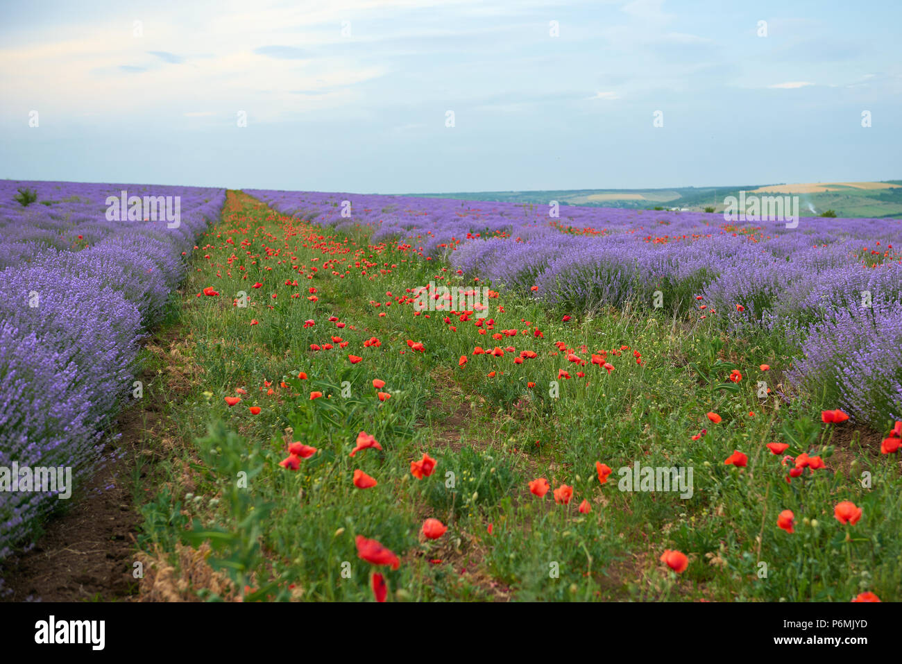 lavender field with poppy flowers, beautiful summer landscape Stock ...
