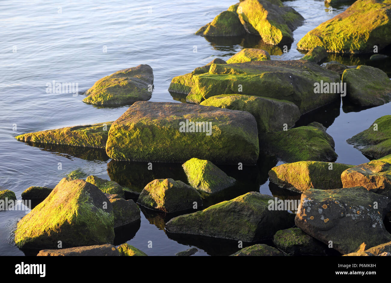 Green algae hi-res stock photography and images - Alamy