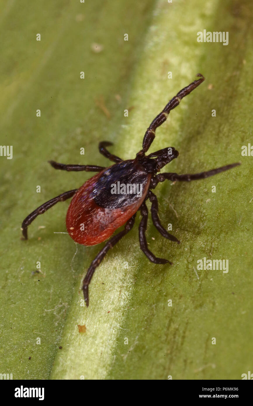 Germany ectoparasites hi-res stock photography and images - Alamy