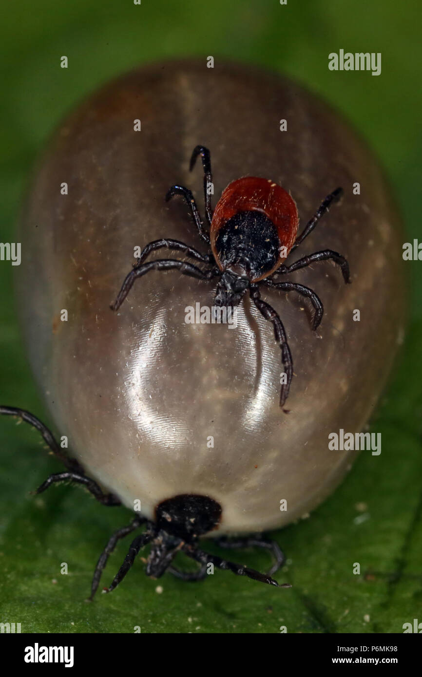 Berlin, Germany - Tick is sitting on an acidified tick Stock Photo - Alamy