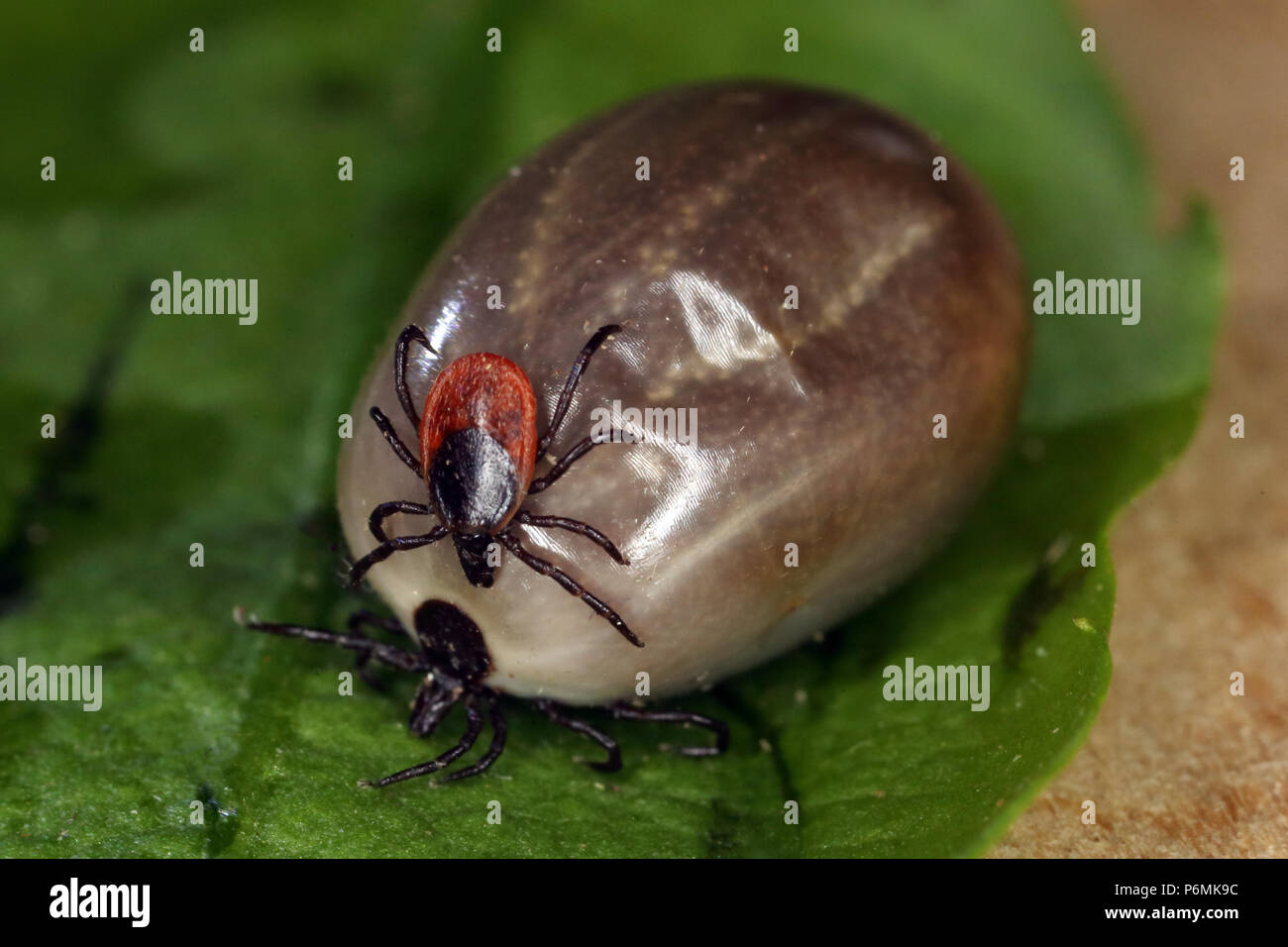 Berlin, Germany - Tick is sitting on an acidified tick Stock Photo - Alamy