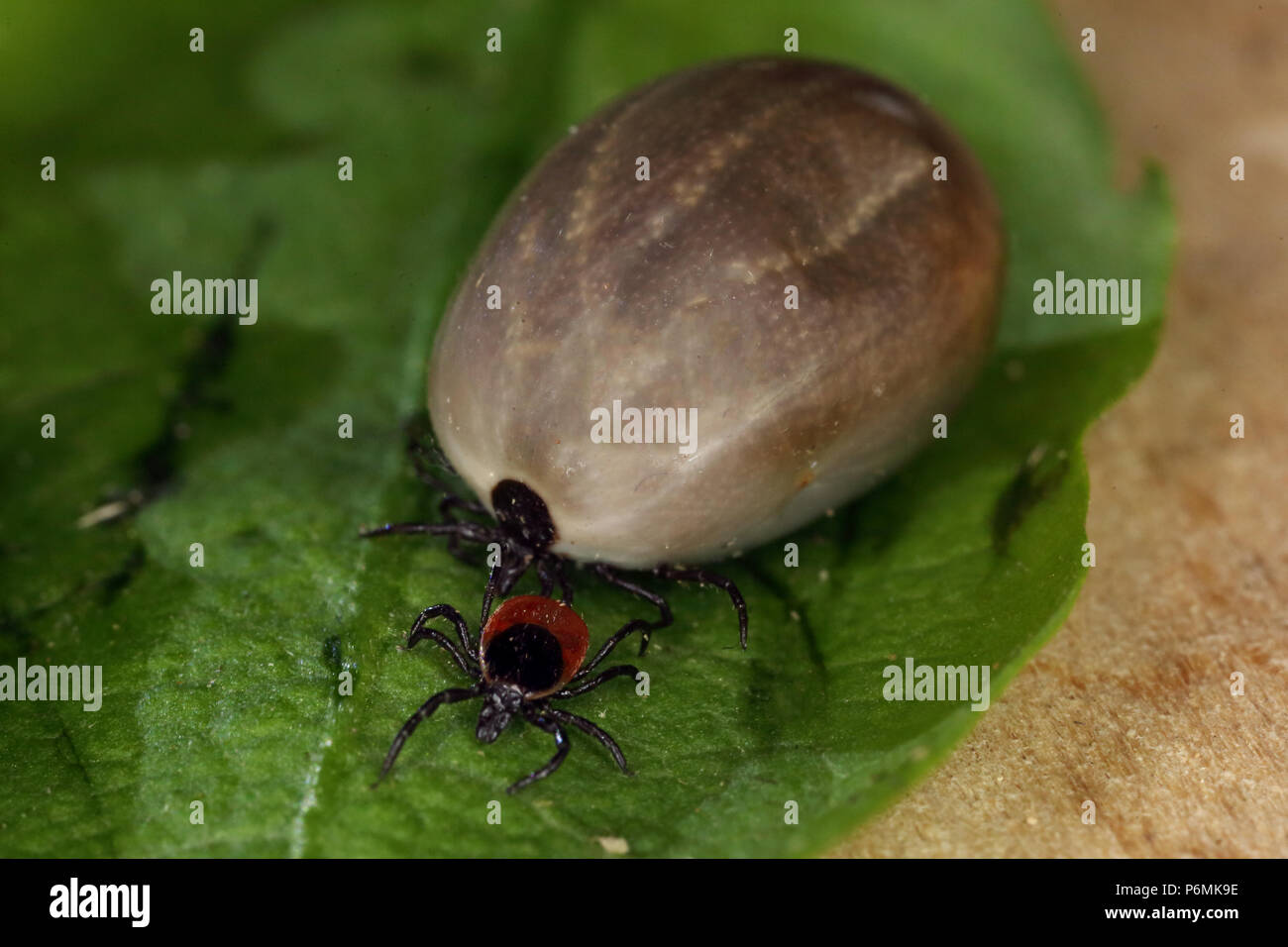 Berlin, Germany - Tick is sitting in front of a soured tick Stock Photo ...