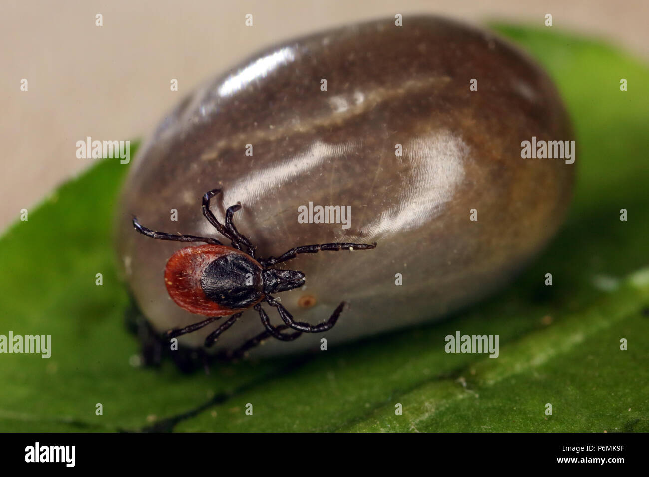 Berlin, Germany - Tick is sitting on an acidified tick Stock Photo - Alamy
