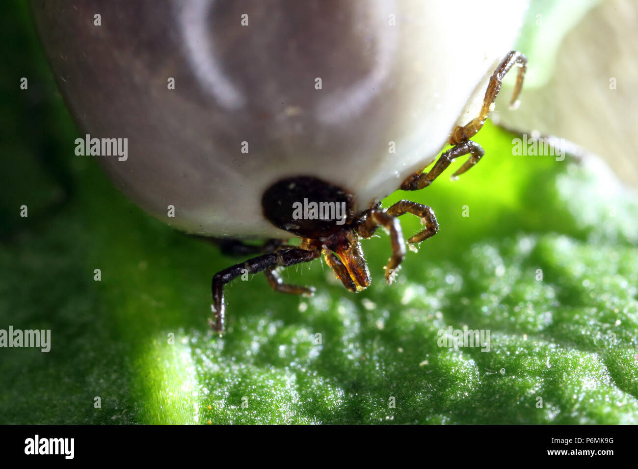 Berlin, Germany - soaked tick Stock Photo - Alamy