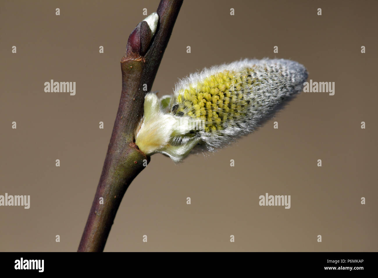 Willow pot hi-res stock photography and images - Alamy