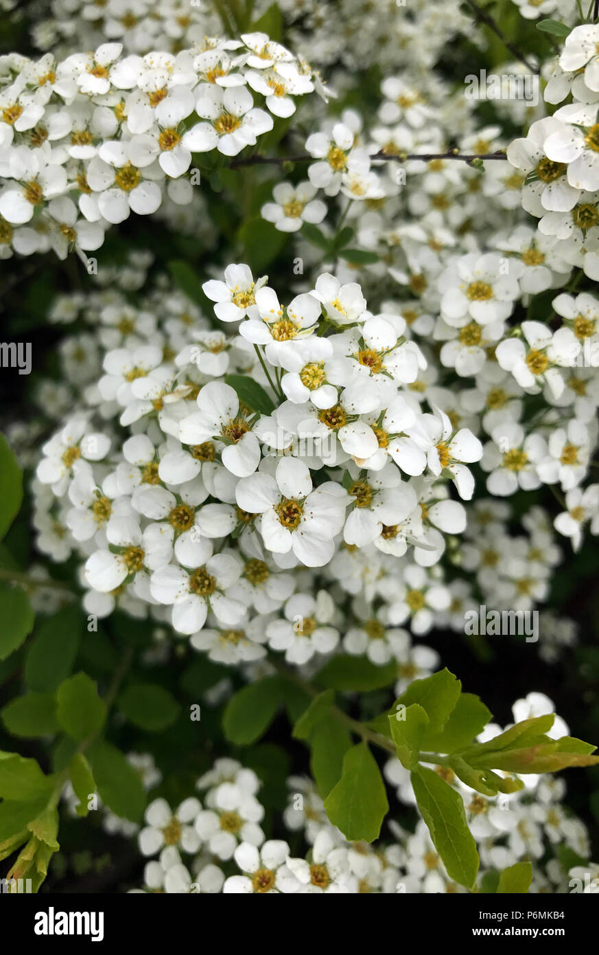 Flora white flowers hi-res stock photography and images - Alamy