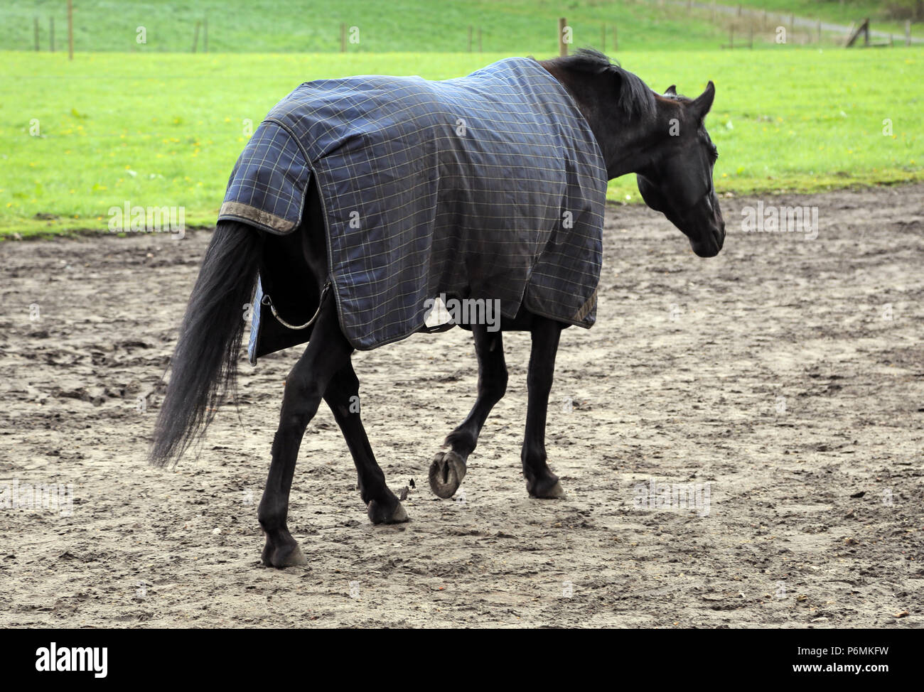 Melbeck, horse runs covered over a sand paddock Stock Photo - Alamy