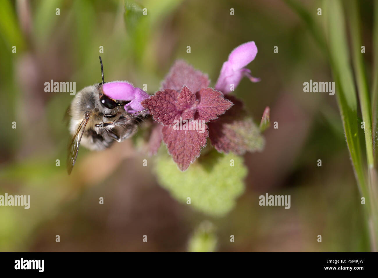 Purple nectar plant hi-res stock photography and images - Alamy