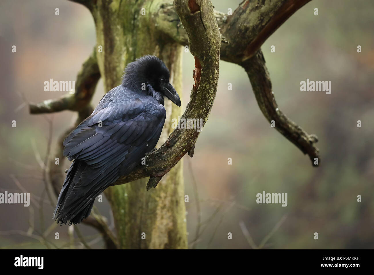 Beak embedded hi-res stock photography and images - Alamy