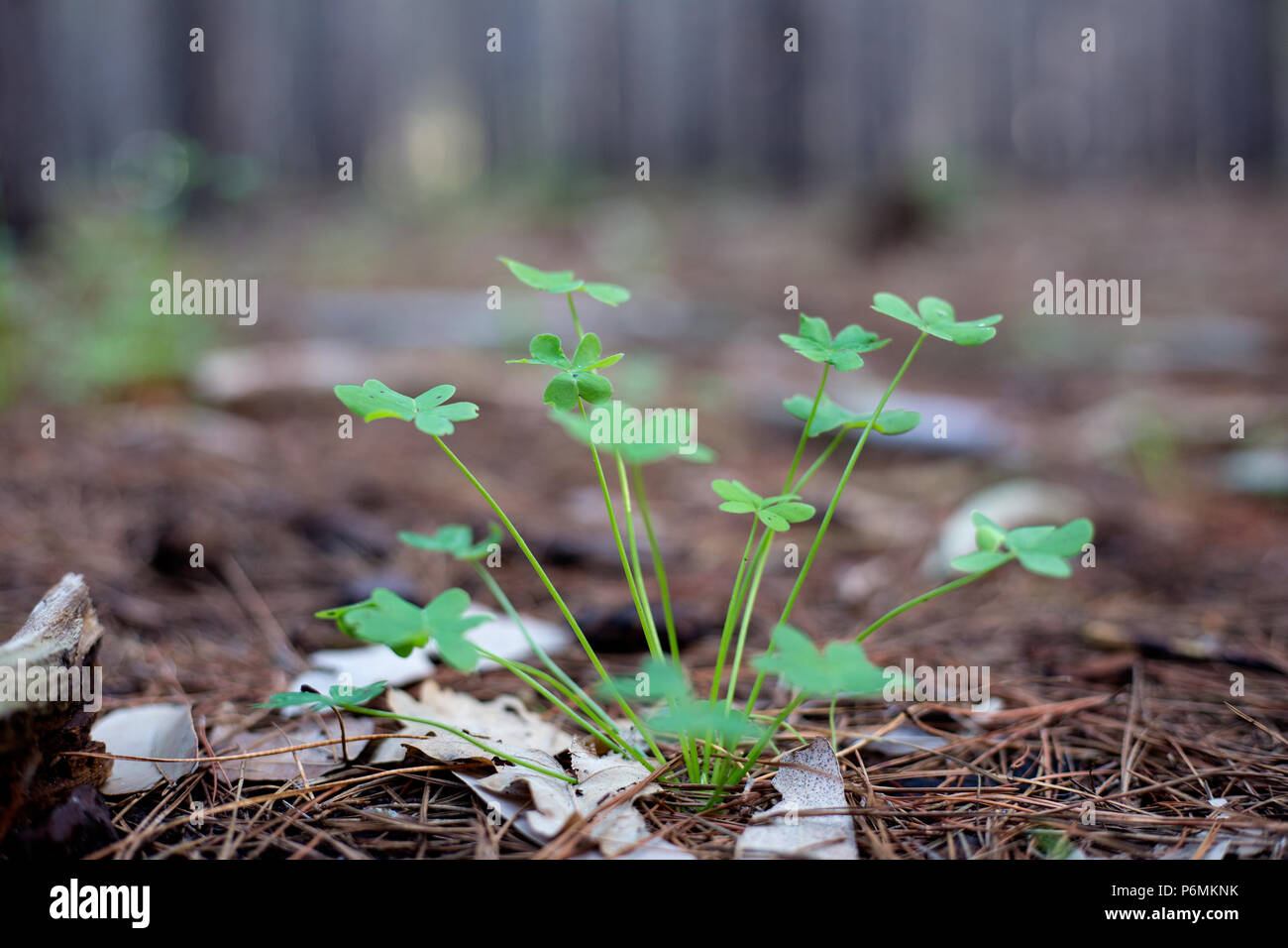 green plant sprouting close up showing growth and new starts beginnings ...