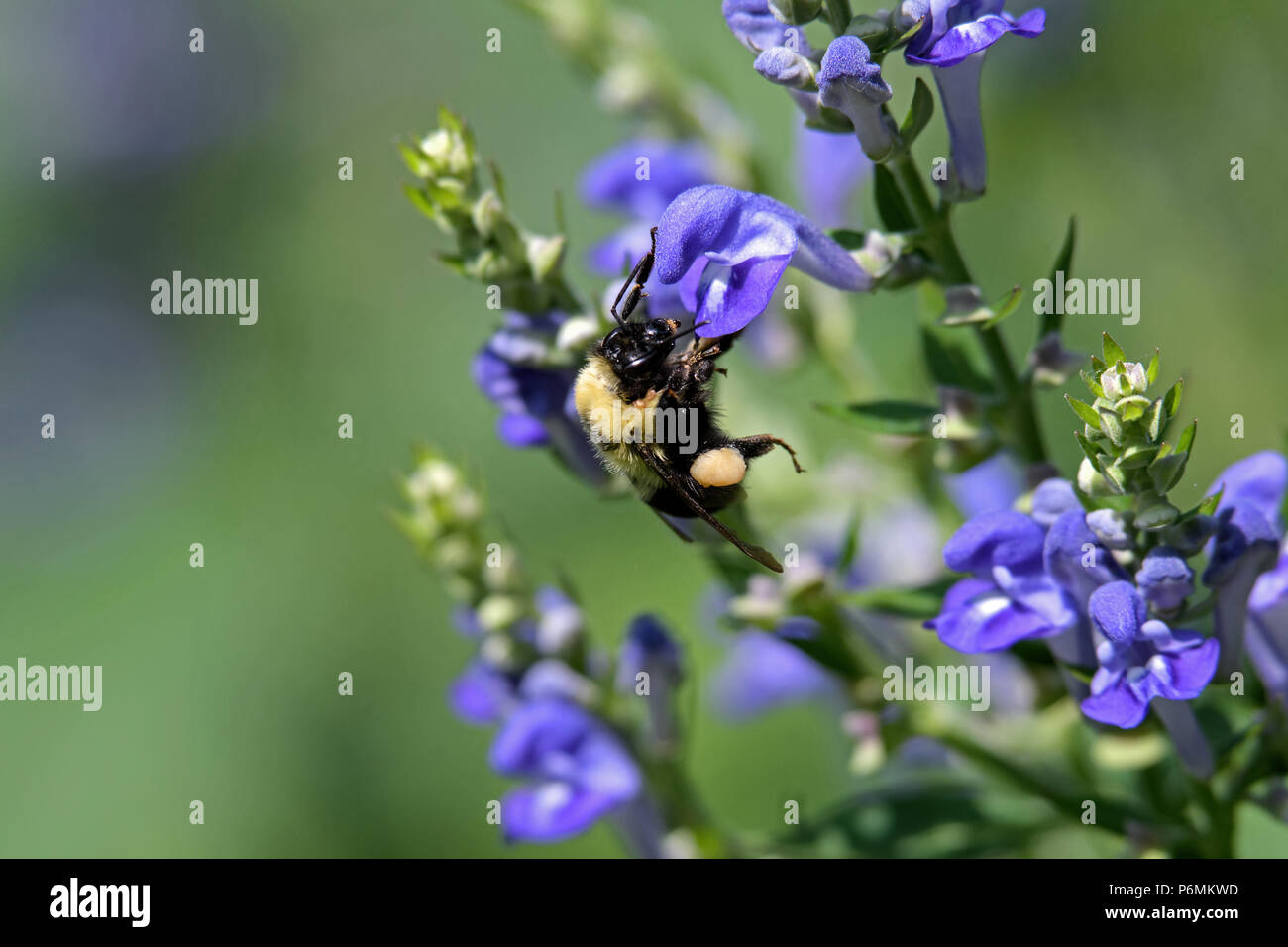 Bumblebee feeding on downy skullcap. The bee is part of 250 species in ...