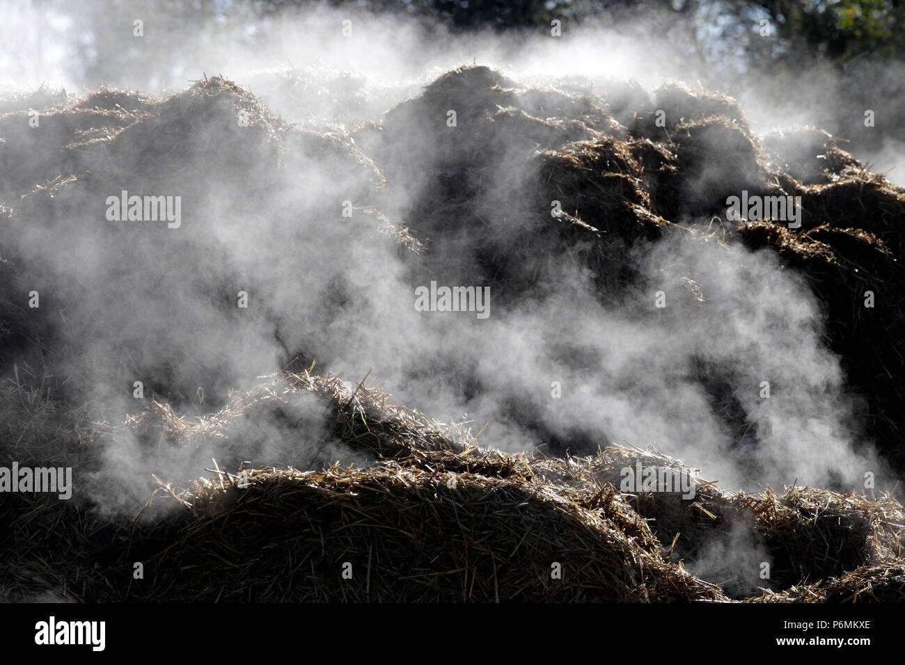 Dung hi-res stock photography and images - Alamy