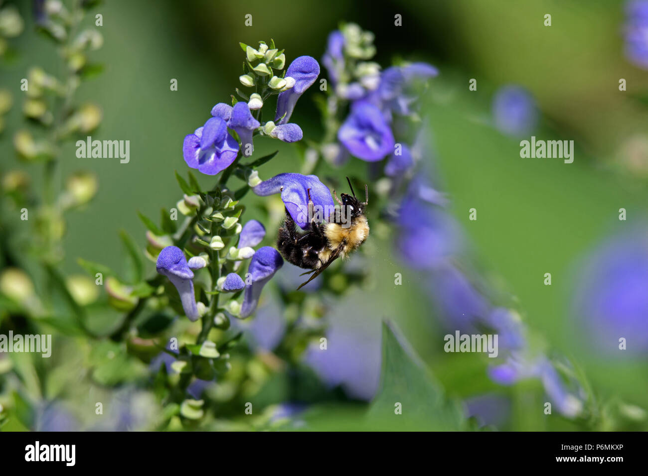 Bumblebee feeding on downy skullcap. The bee is part of 250 species in ...