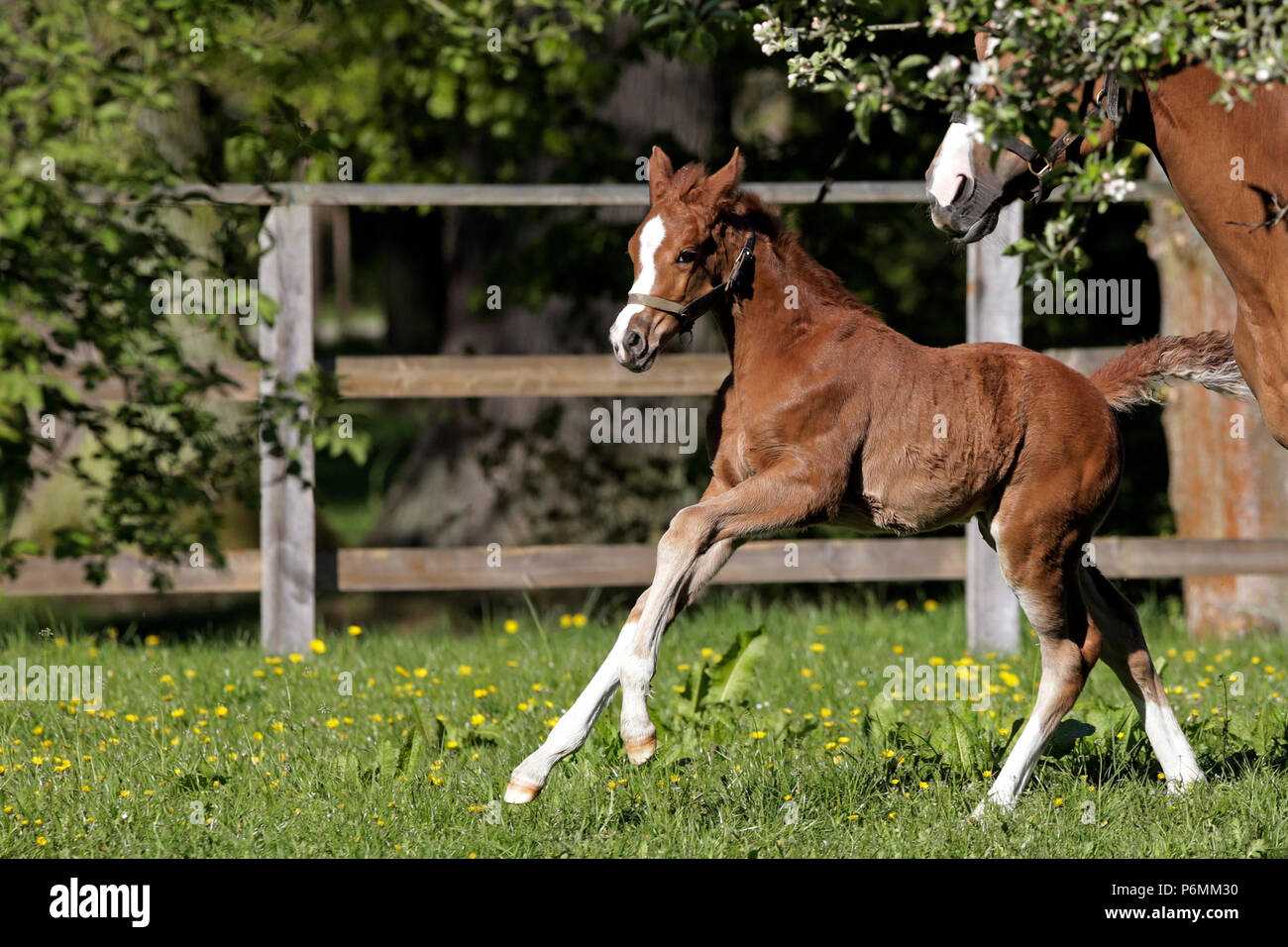 Foal spring galloping hi-res stock photography and images - Alamy