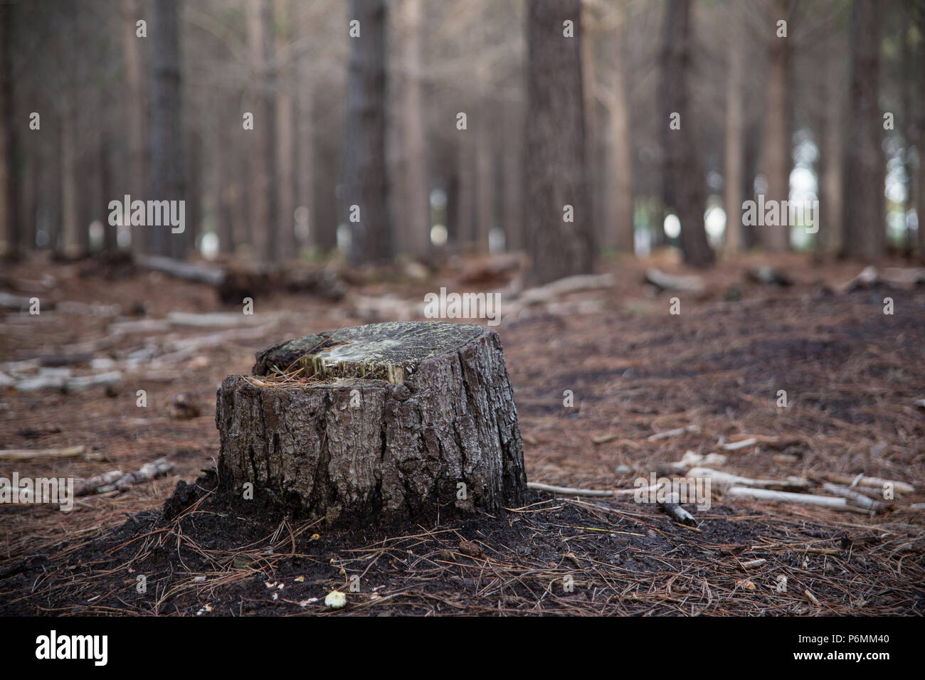 tree stump of a cut down tree during deforestation Stock Photo - Alamy