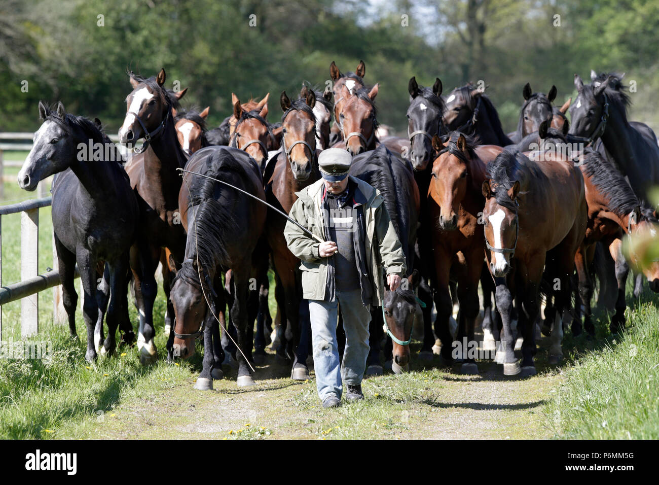 Behind horse hi-res stock photography and images - Alamy