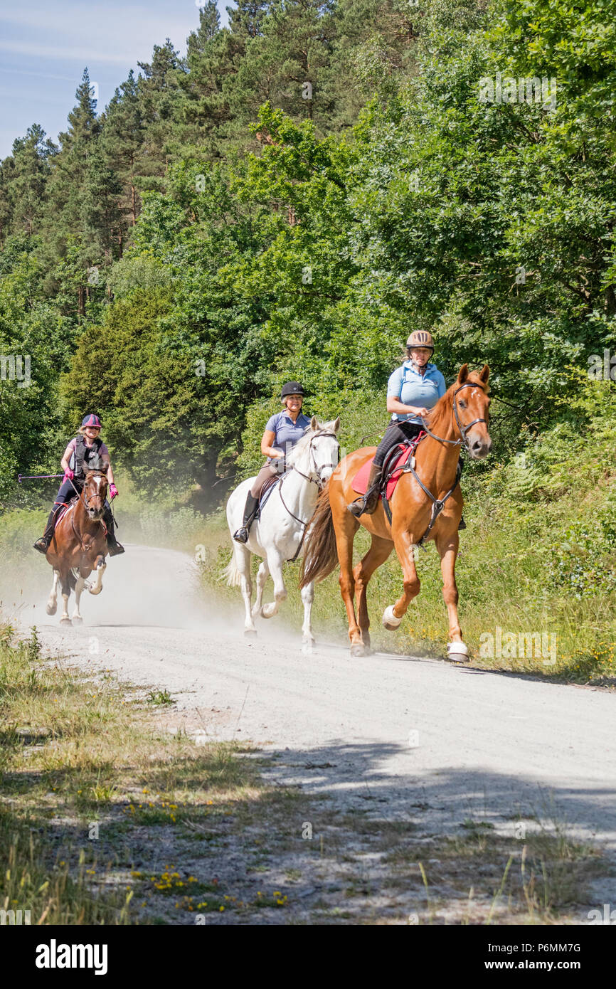 Horse riders on a forest trail, Wyre Forest, England, UK Stock Photo ...