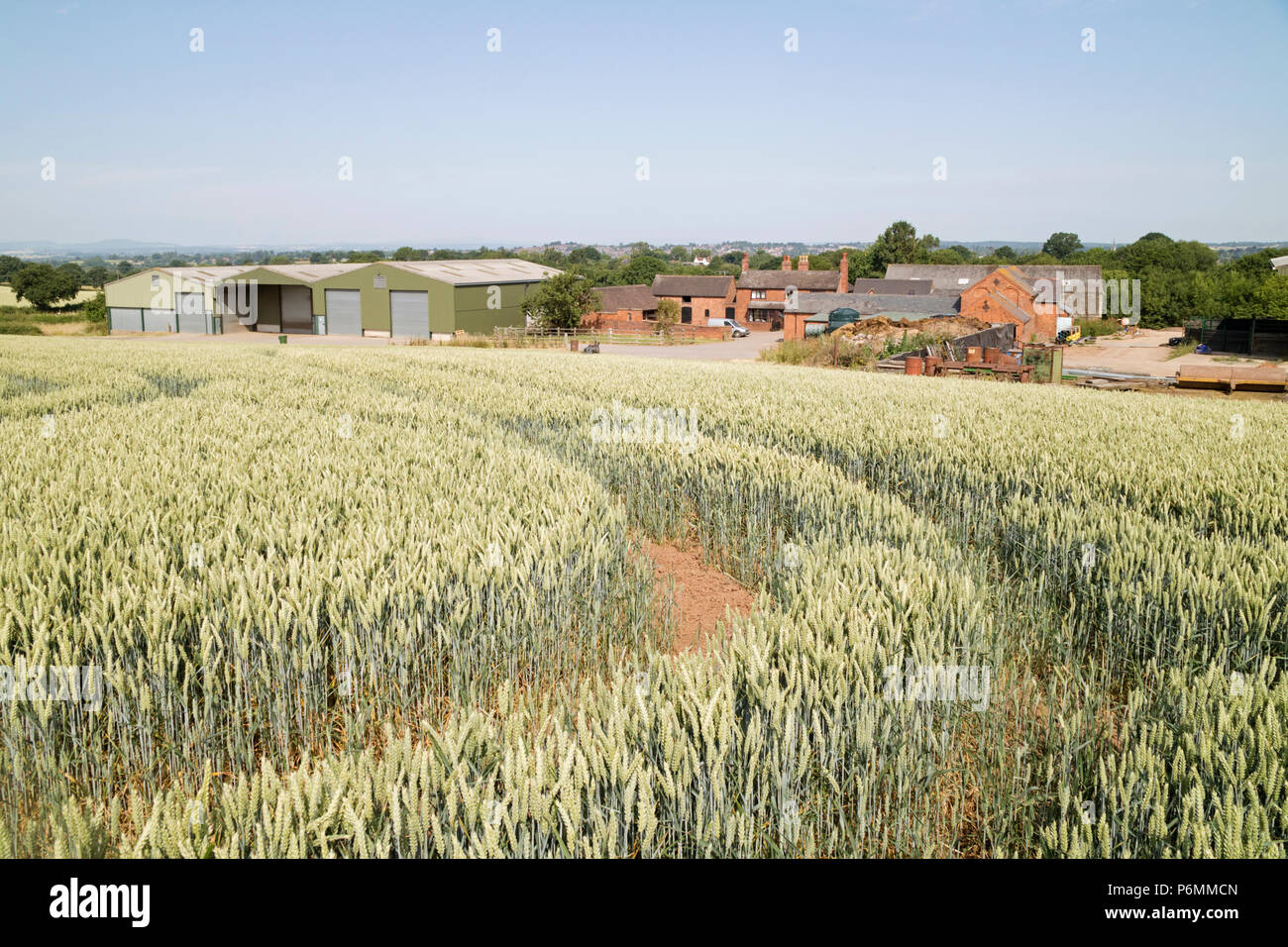 Wheat field on a English farm, England, UK Stock Photo - Alamy