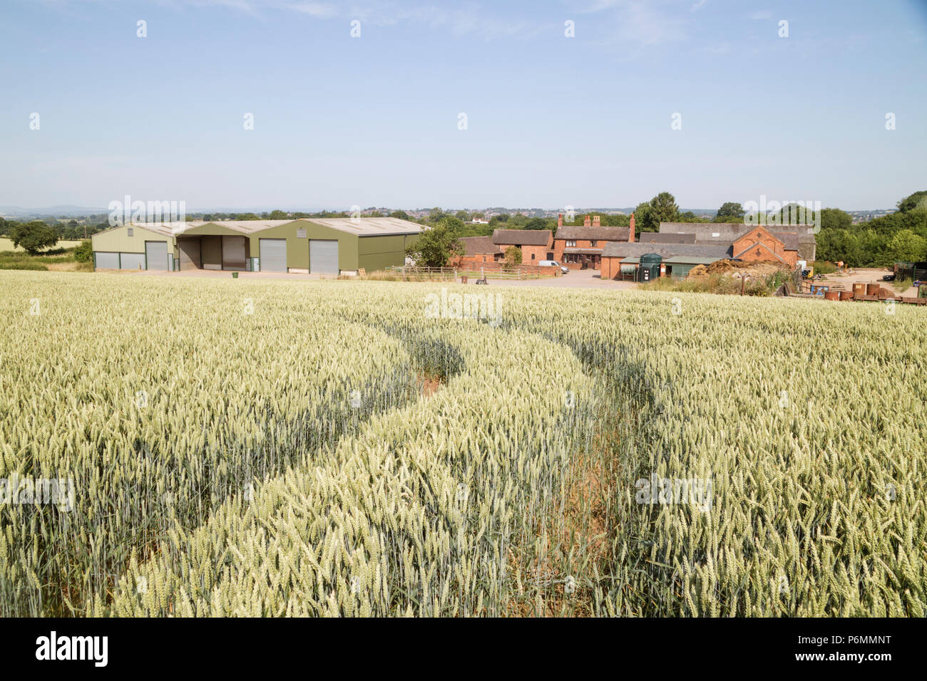 Wheat field on a English farm, England, UK Stock Photo - Alamy