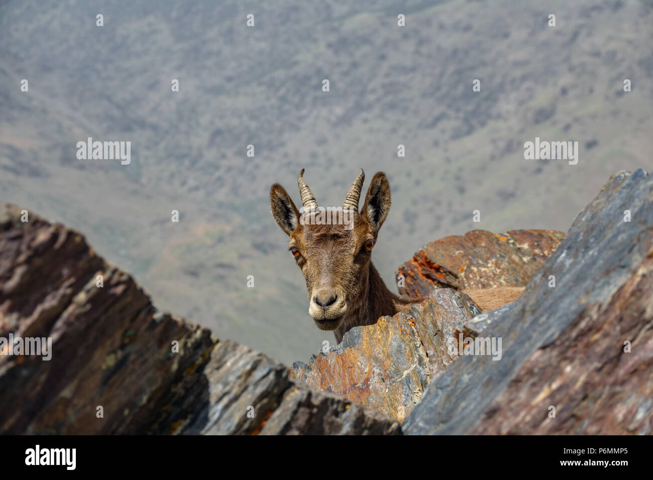Mountain goat head hidden looking at camera Stock Photo - Alamy