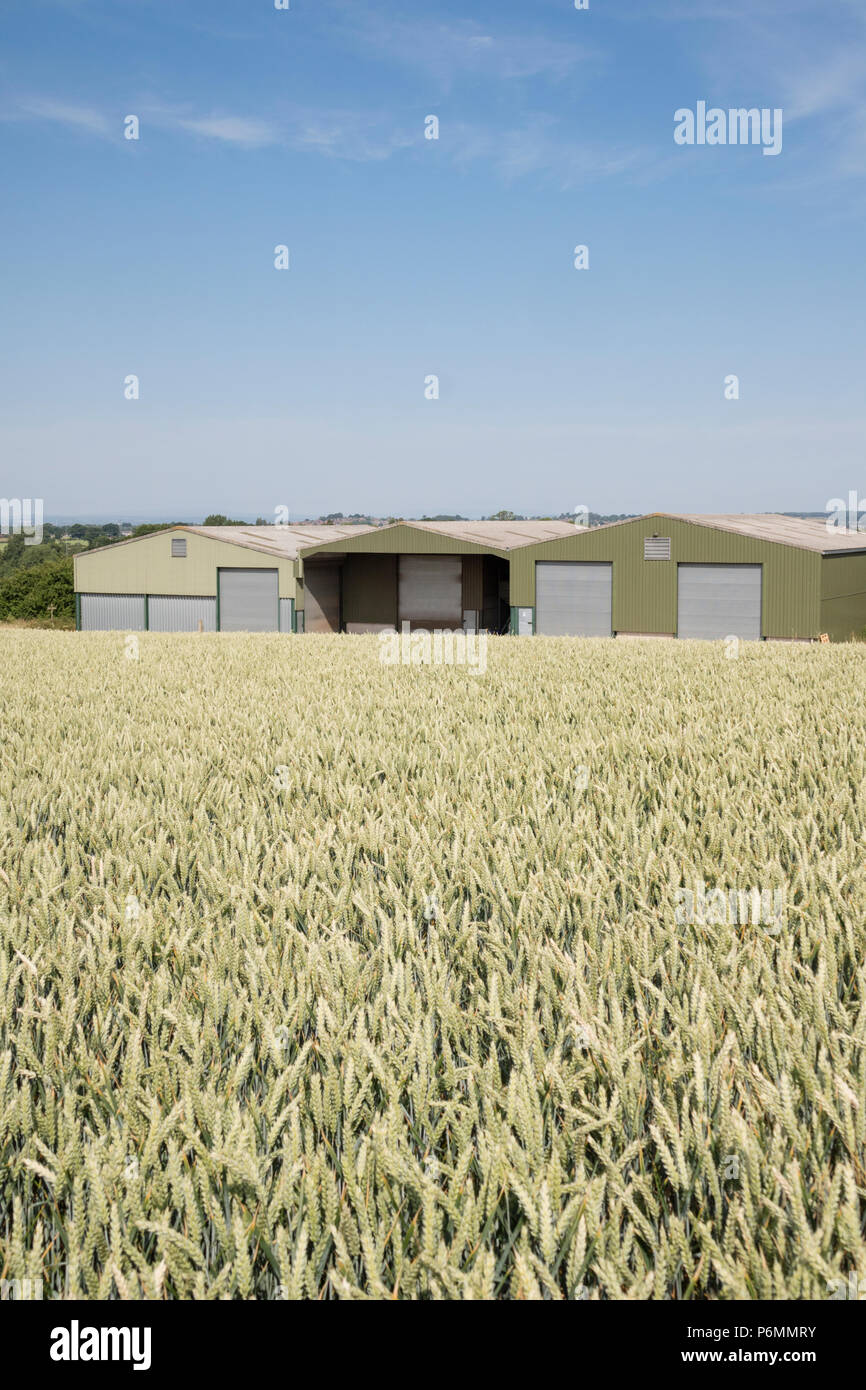 Arable_crop High Resolution Stock Photography and Images - Alamy