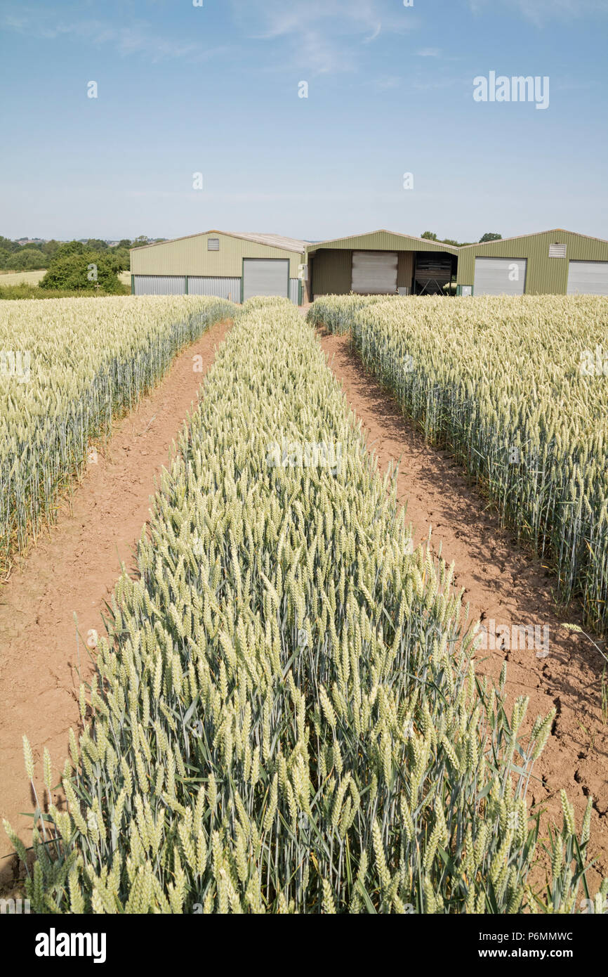 Wheat field on a English farm, England, UK Stock Photo - Alamy
