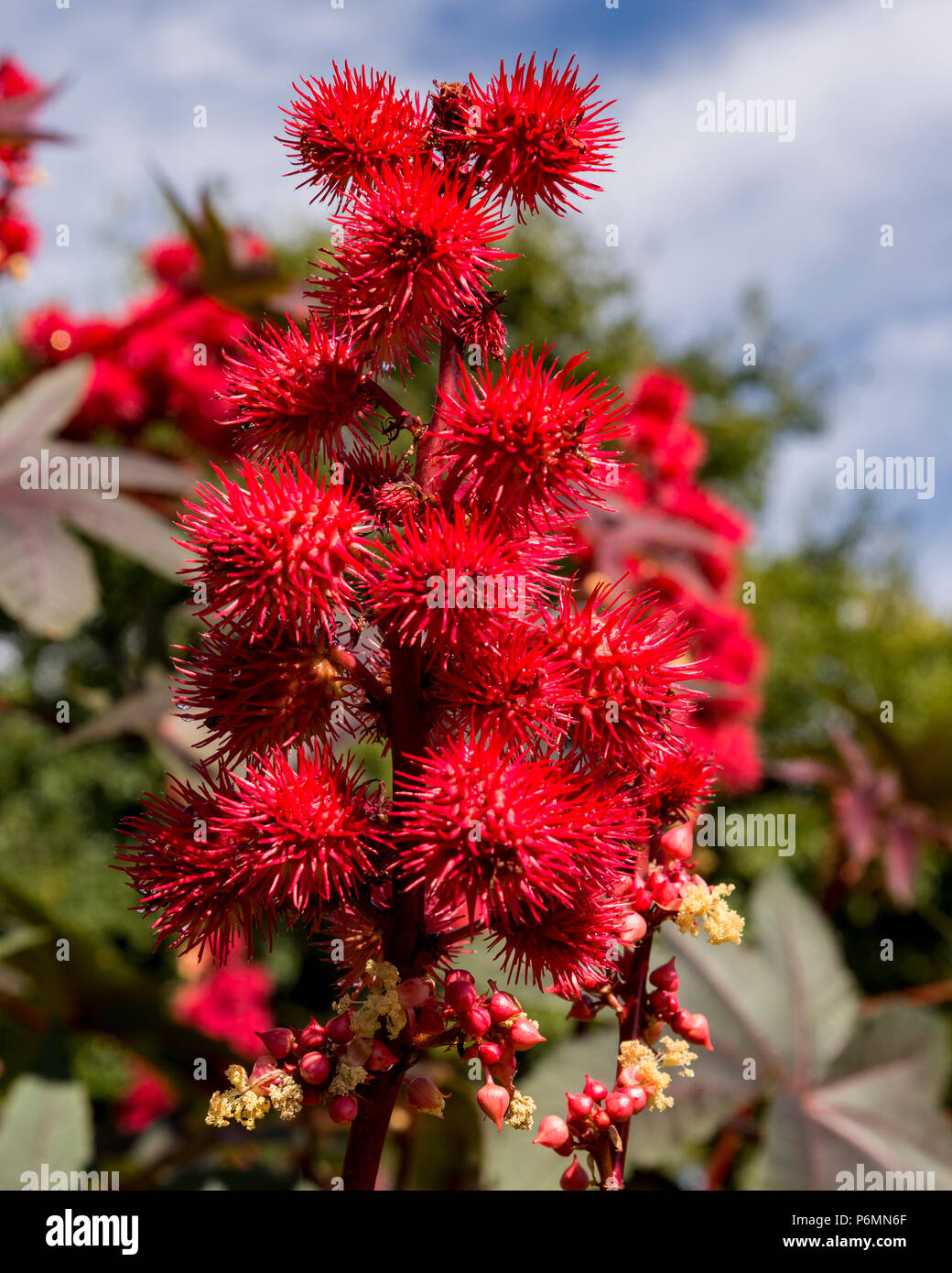 Castor bean plant Stock Photo - Alamy
