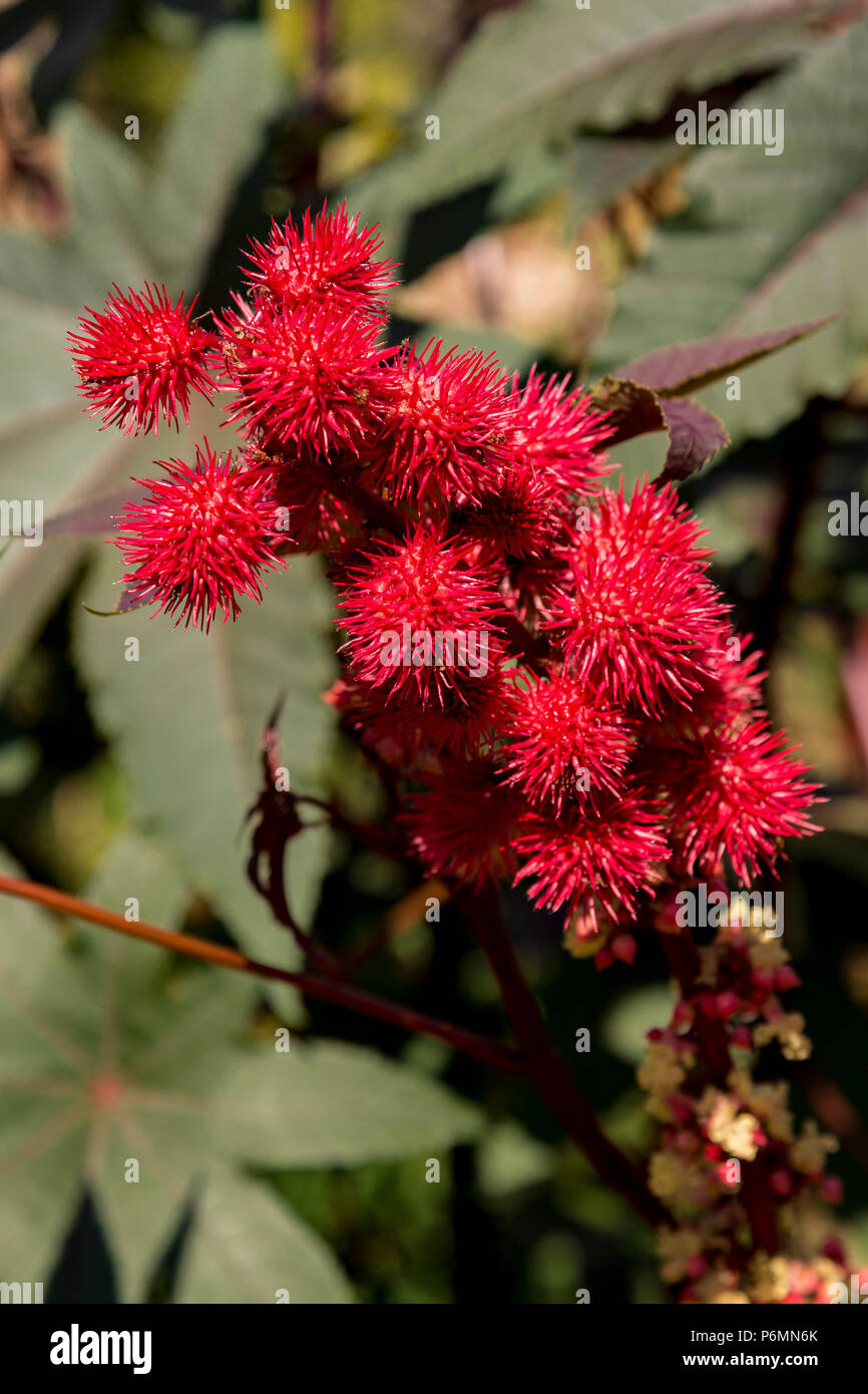 Castor bean plant Stock Photo - Alamy